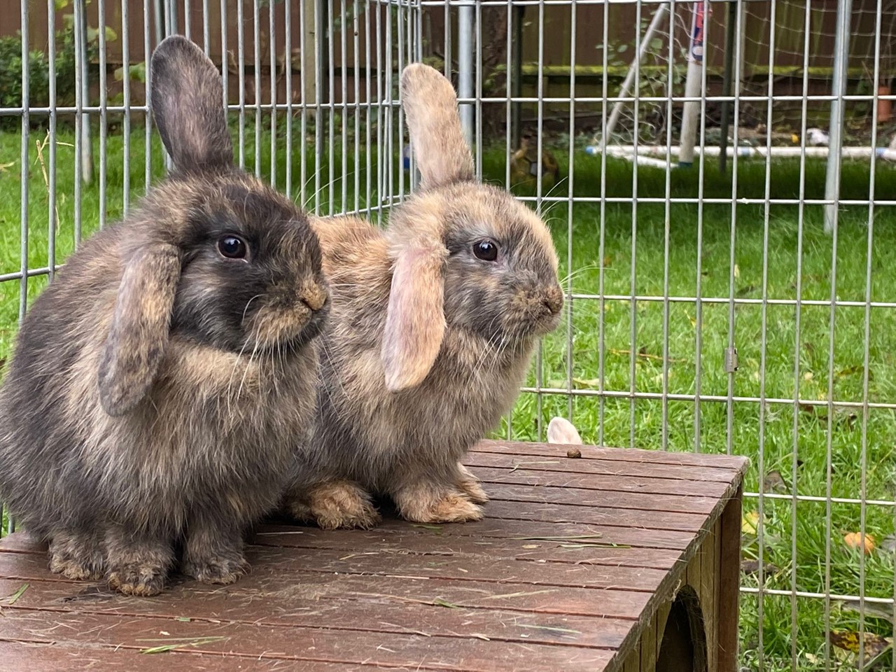 Rabbits Everywhere... - Hounslow Animal Welfare Society